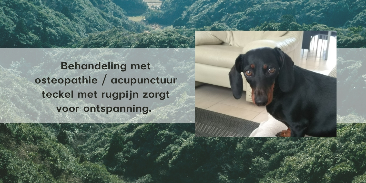 Osteopathie, acupunctuur teckel Toska (Westhoek) | Dierenarts Debyser