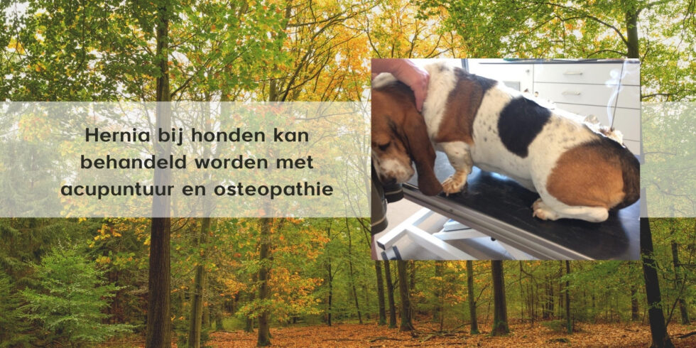 Herstel van een hernia bij een hond (Roeselare) - Dierenarts Debyser