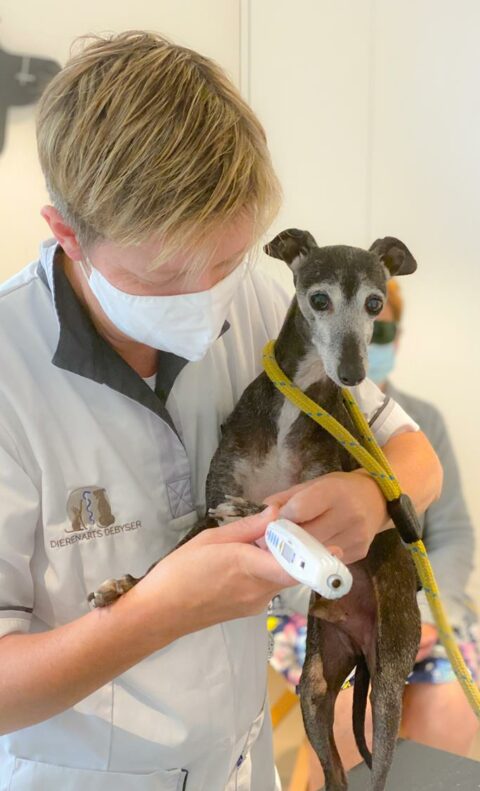 Honden acupunctuur en osteopathie - Dierenarts Debyser Vlaanderen