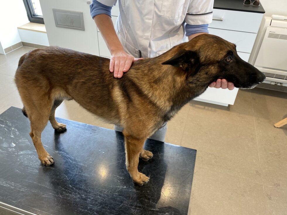 Honden acupunctuur en osteopathie - Dierenarts Debyser Vlaanderen