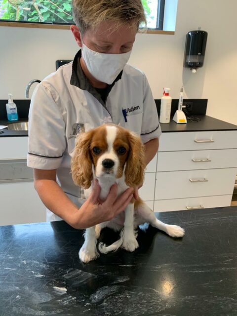 Honden acupunctuur en osteopathie - Dierenarts Debyser Vlaanderen