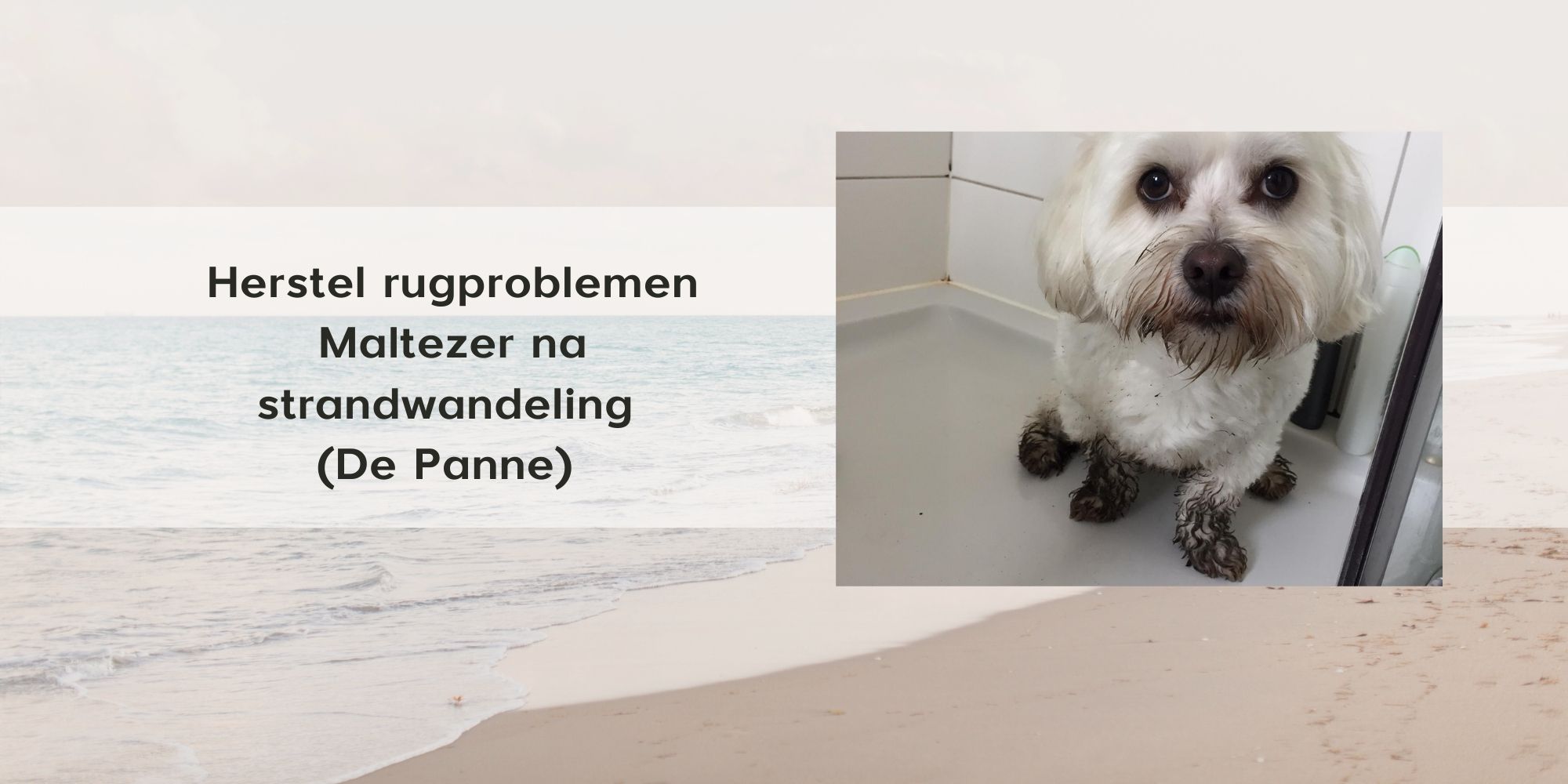 Rugproblemen maltezer hersteld door acupunctuur | Dierenarts Debyser